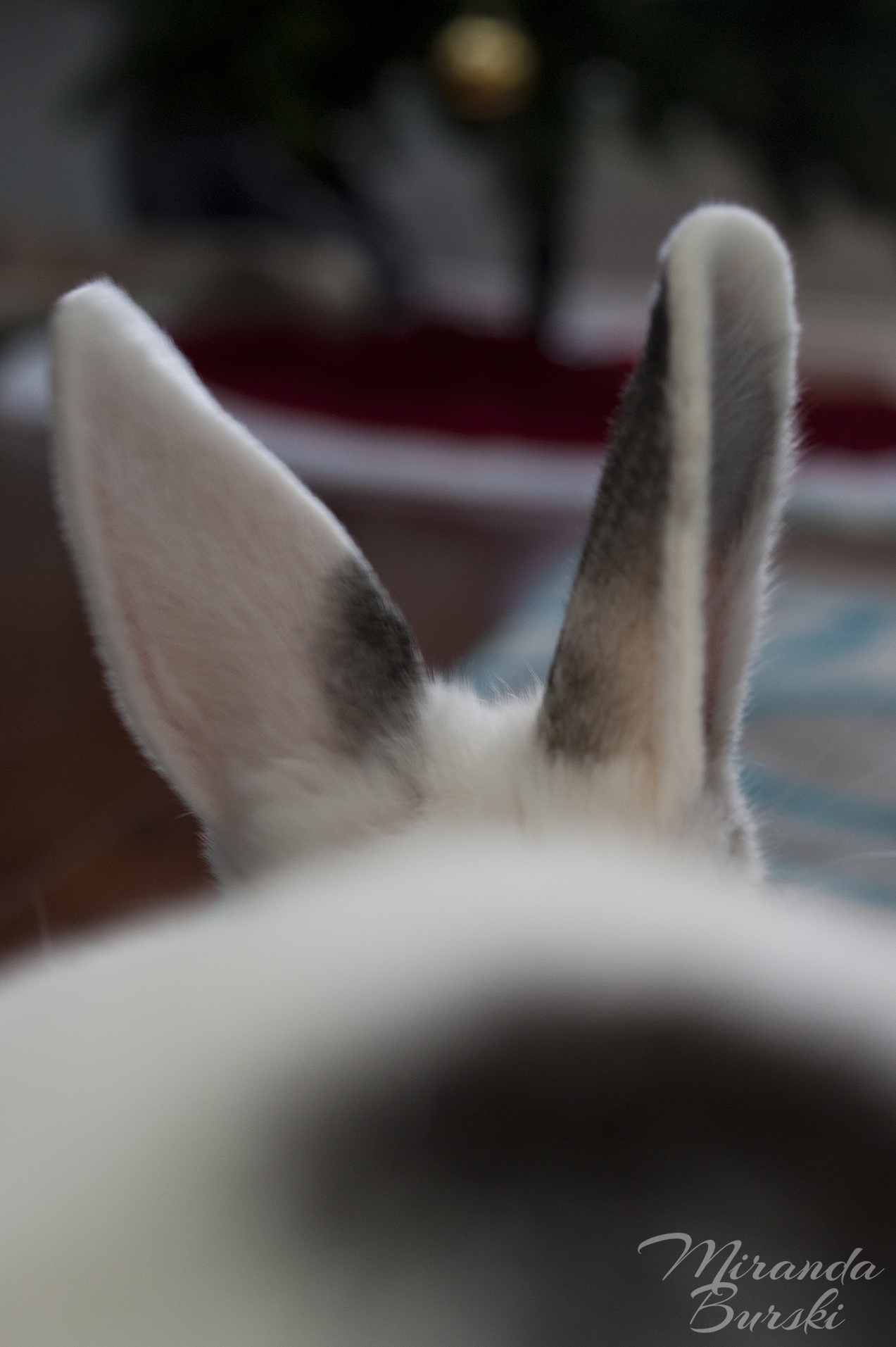 Bunny ears – Miranda Burski